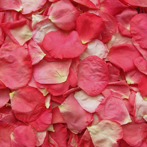 Bright Pink Rose Petals - 100% natural and biodegradable confetti