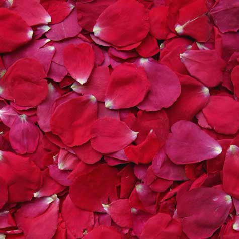 Bright Red Rose Petals - 100% natural, biodegradable confet
