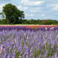 Confetti Flower Field at Wick, Pershore, Worcestershire - delphiniums