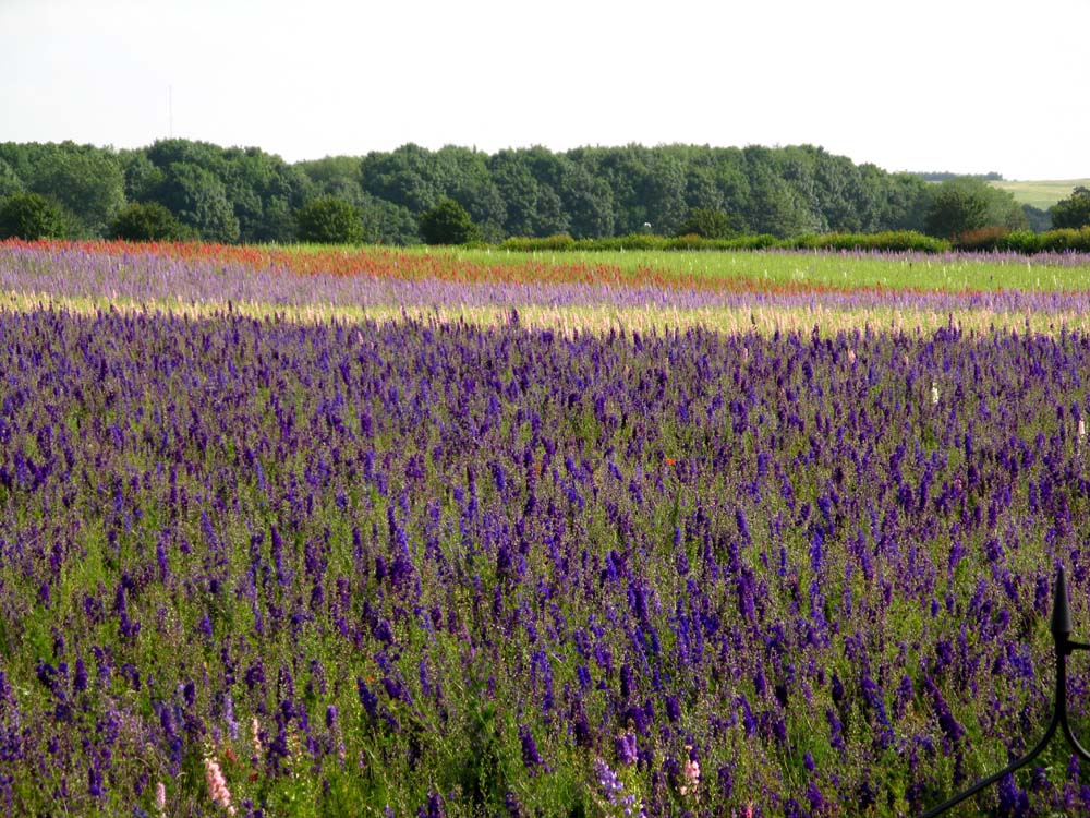 Confetti Flower Field at Wick, Pershore, Worcestershire - delphiniums