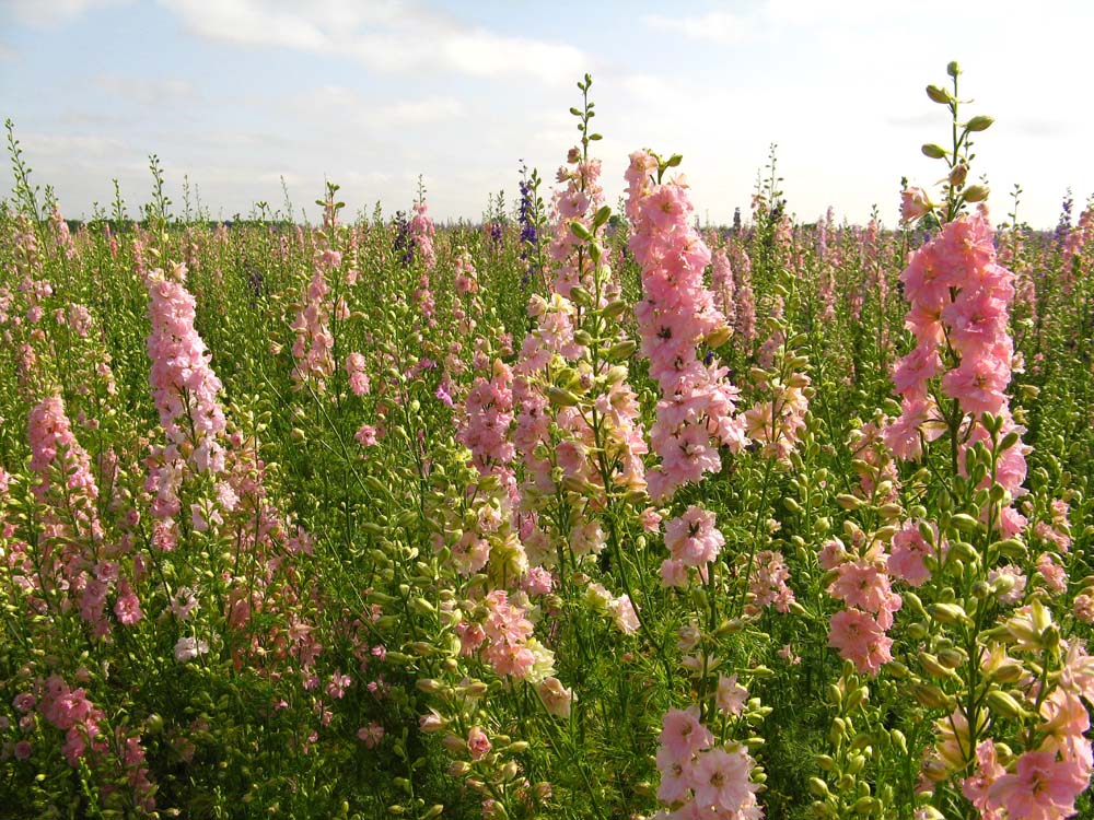 Confetti Flower Field at Wick, Pershore, Worcestershire - delphiniums