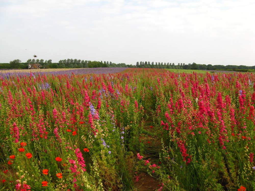 Confetti Flower Field at Wick, Pershore, Worcestershire - delphiniums