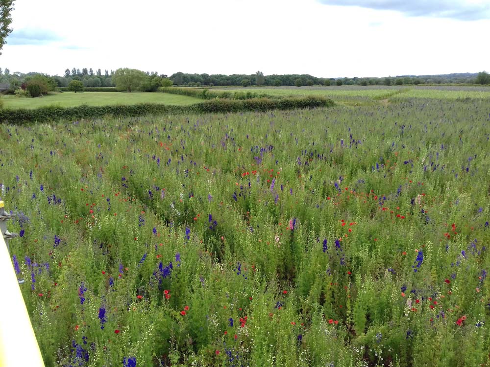Confetti Flower Field at Wick, Pershore, Worcestershire - delphiniums