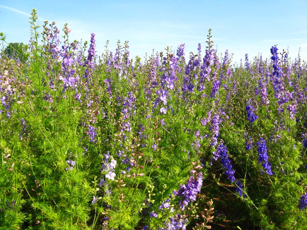 Confetti Flower Field at Wick, Pershore, Worcestershire - delphiniums