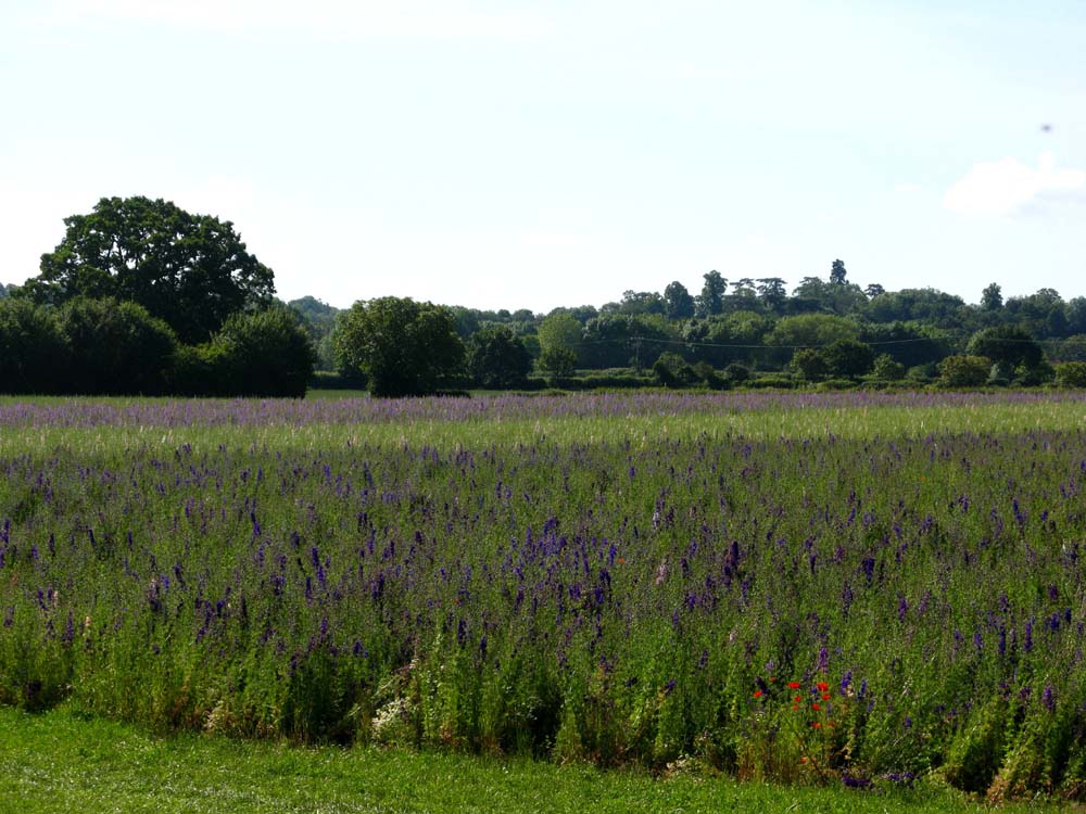 Confetti Flower Field at Wick, Pershore, Worcestershire - delphiniums