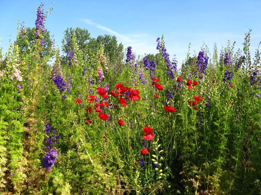 Confetti Flower Field at Wick, Pershore, Worcestershire - delphiniums