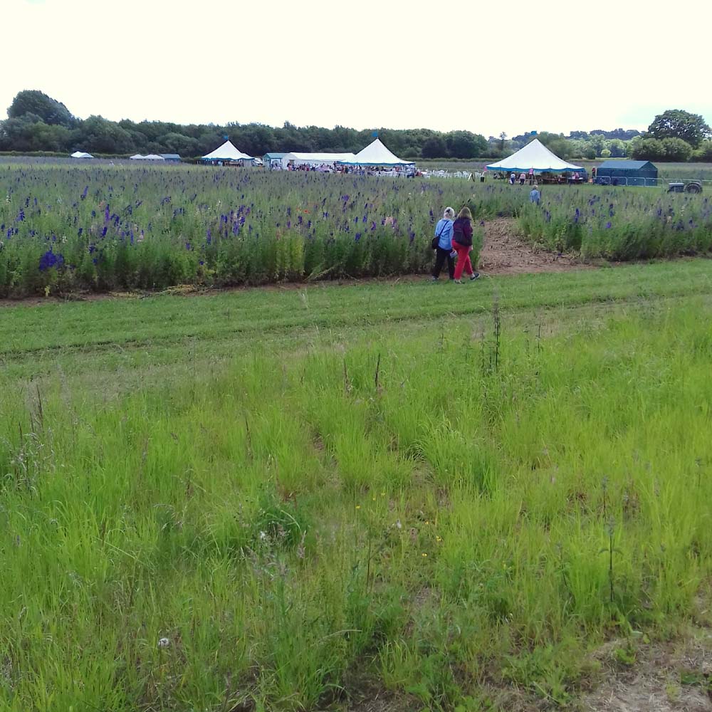 Confetti Flower Field at Wick, Pershore, Worcestershire - delphiniums