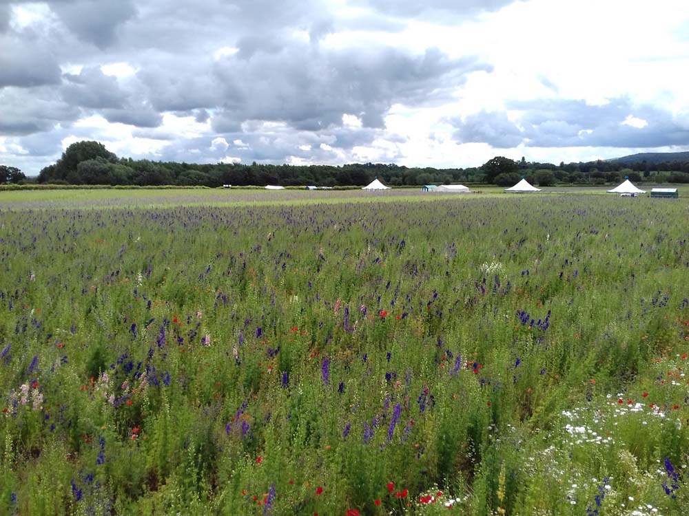 Confetti Flower Field at Wick, Pershore, Worcestershire - delphiniums