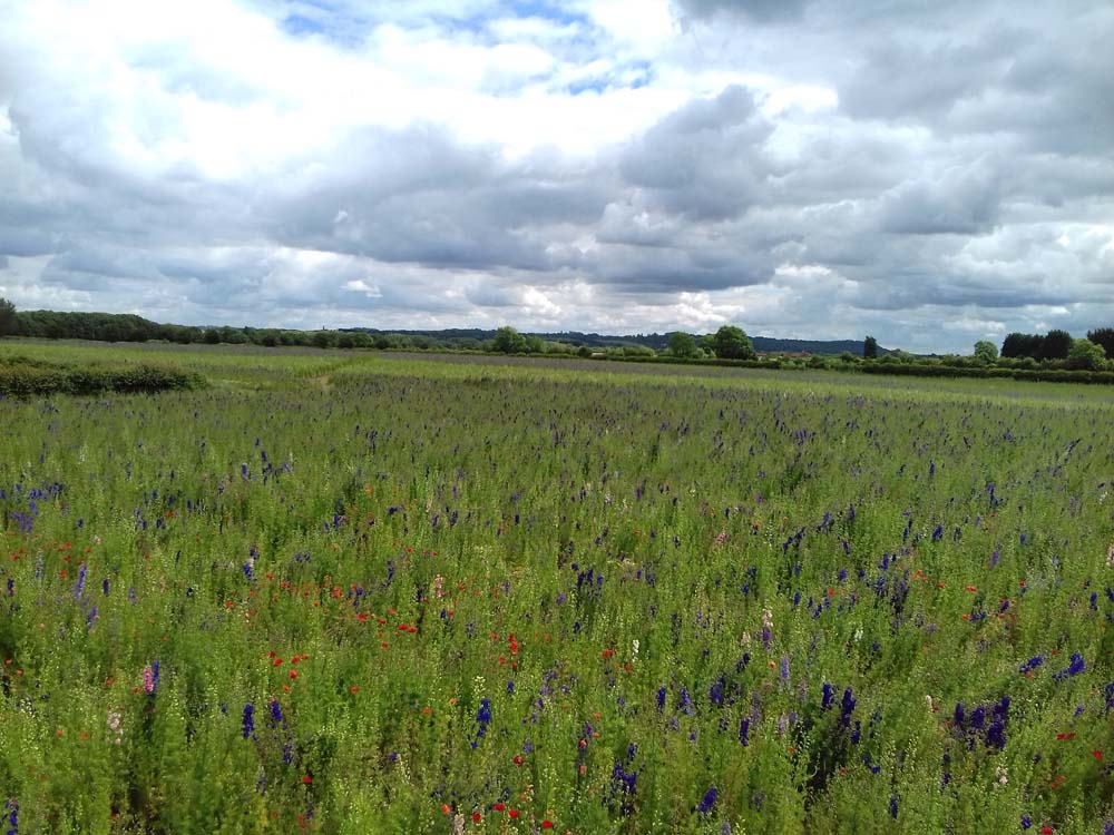 Confetti Flower Field at Wick, Pershore, Worcestershire - delphiniums