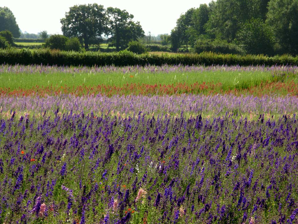 Confetti Flower Field at Wick, Pershore, Worcestershire - delphiniums