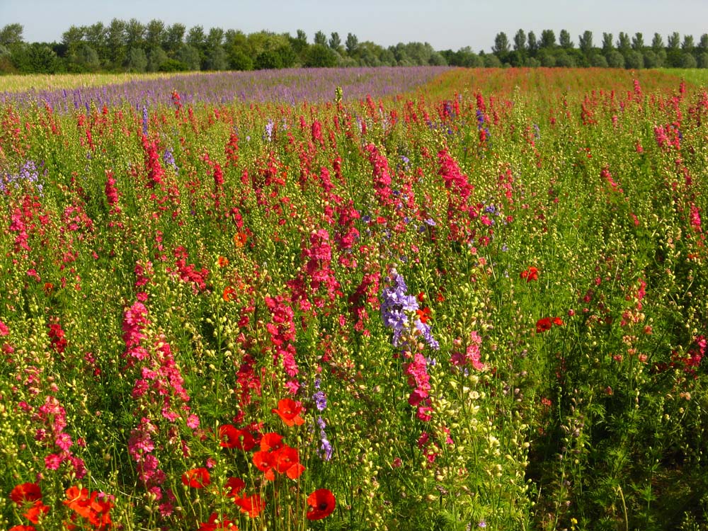 Confetti Flower Field at Wick, Pershore, Worcestershire - delphiniums