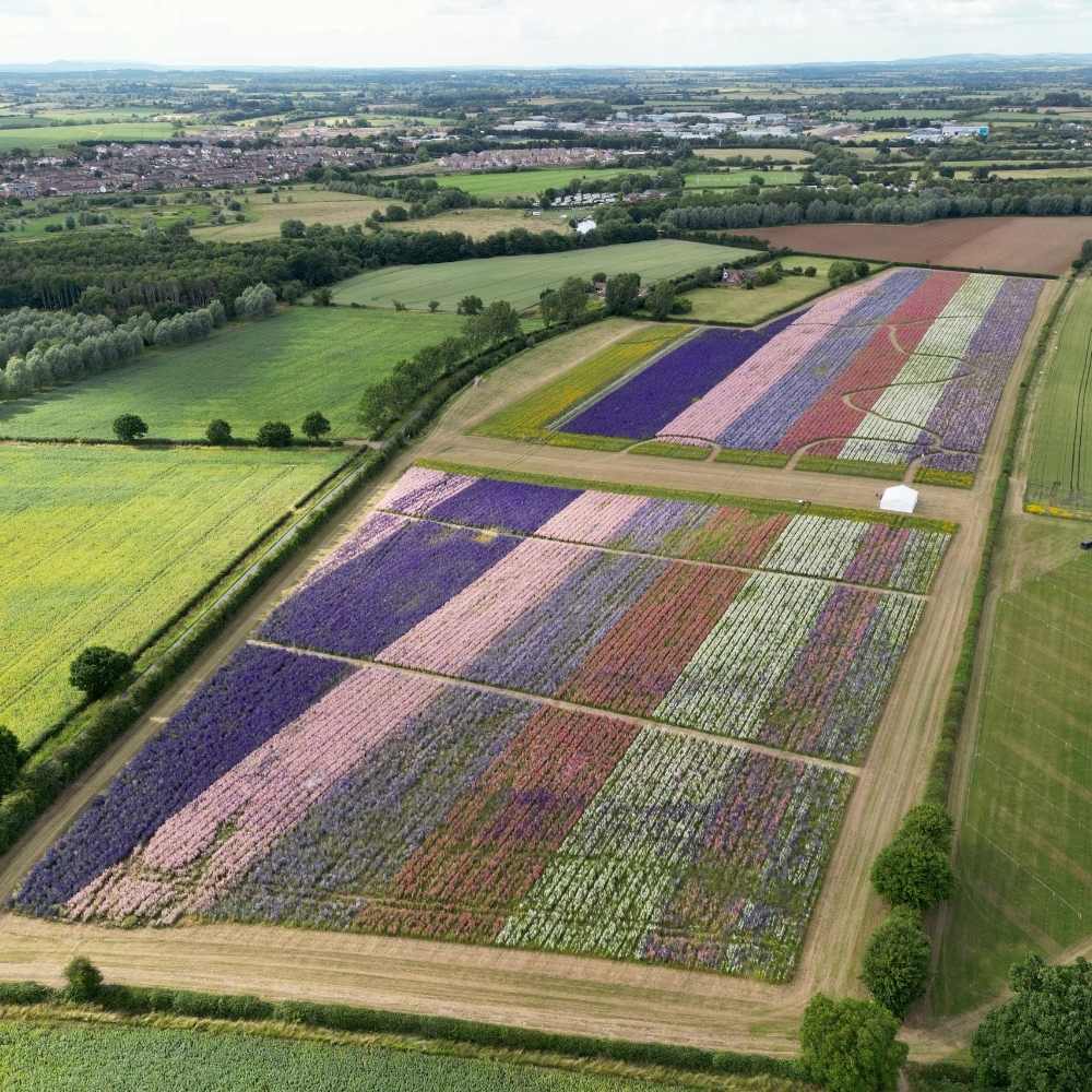 Thank you! Confetti Fields 2022