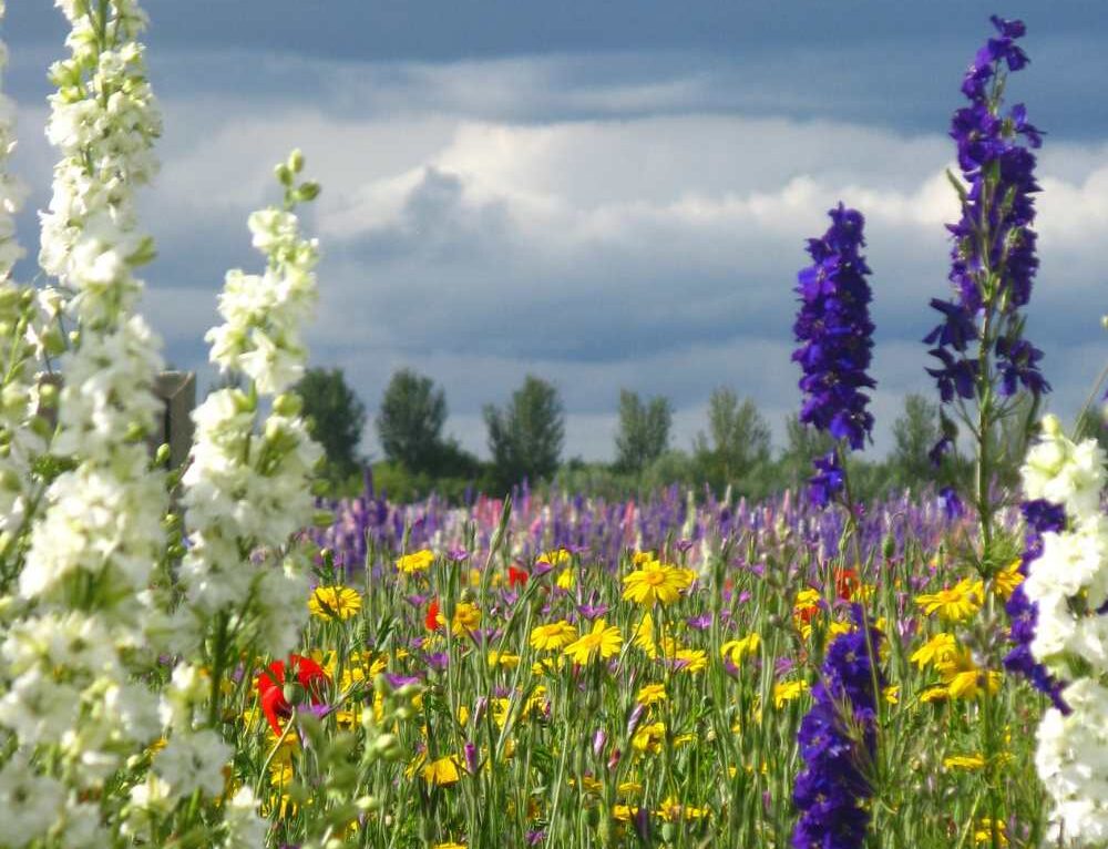 Watch the story of The Confetti Flower Field!