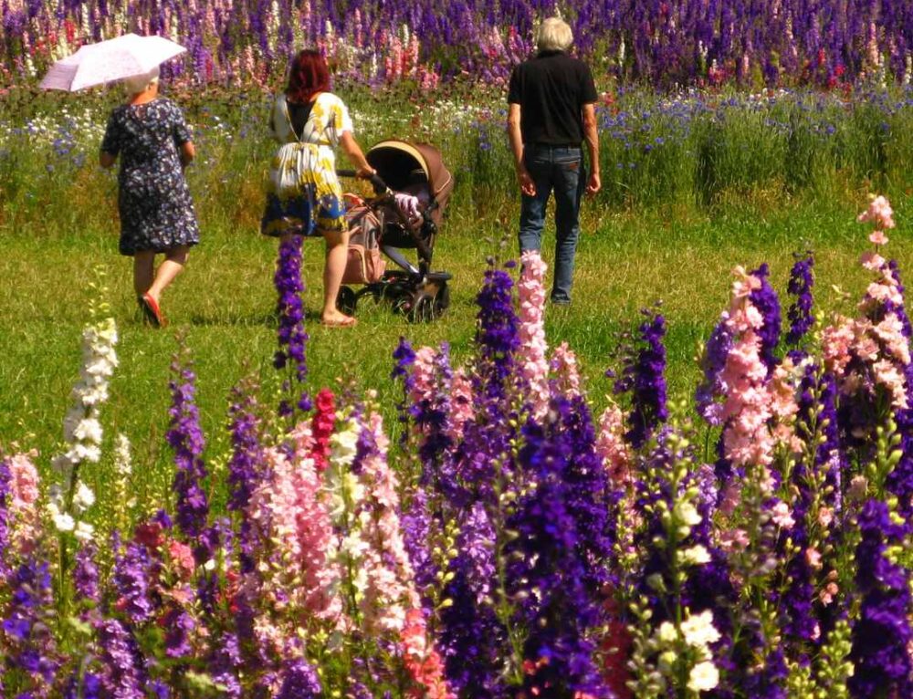 Watch the story of The Confetti Flower Field!