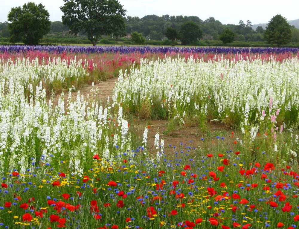 Watch the story of The Confetti Flower Field!