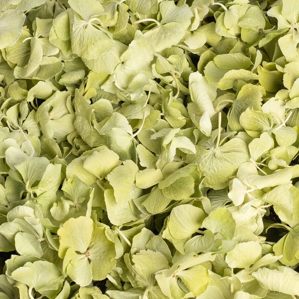 Green Hydrangea Petals - The Real Flower Petal Confetti Co