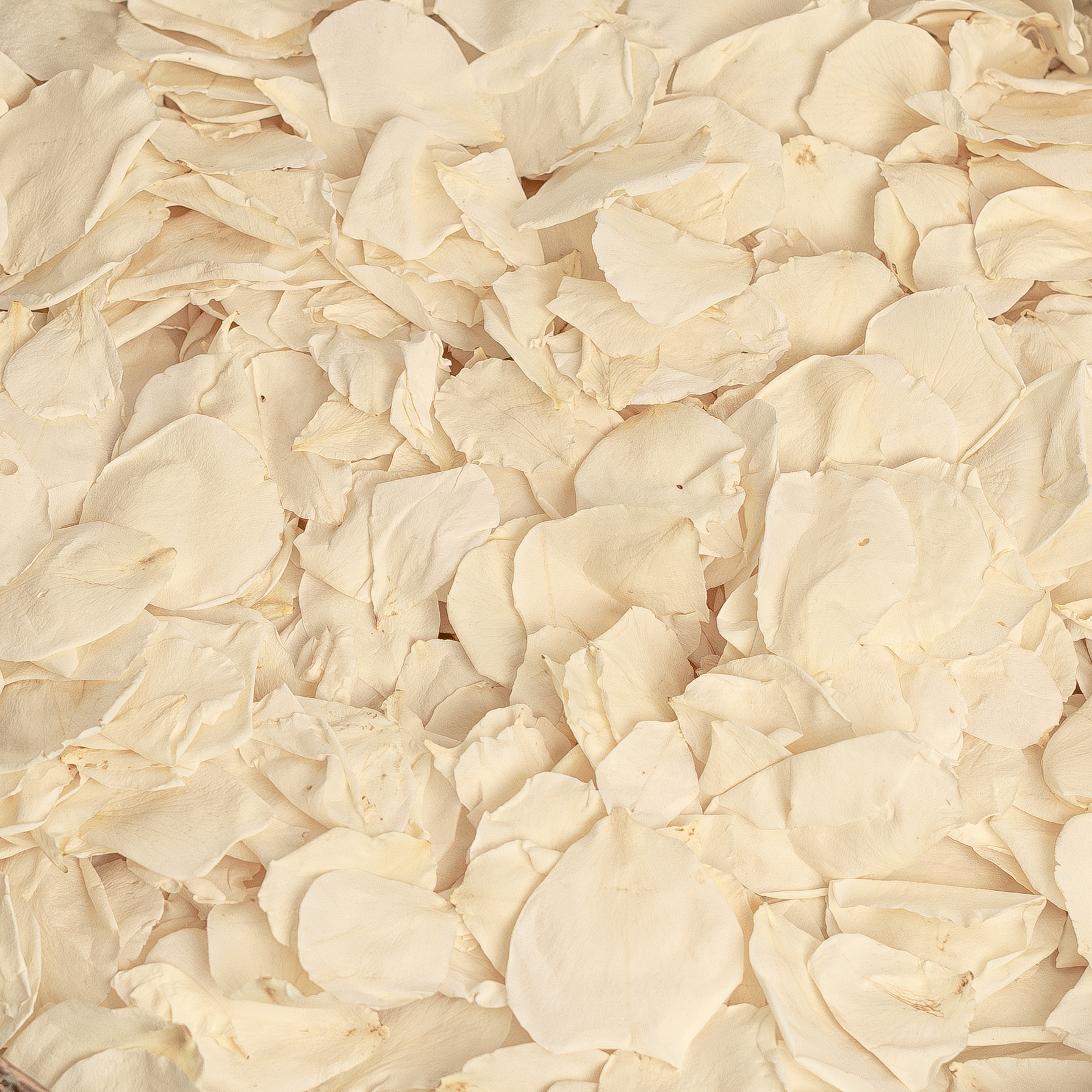 Cream Rose Petals - The Real Flower Petal Confetti Company